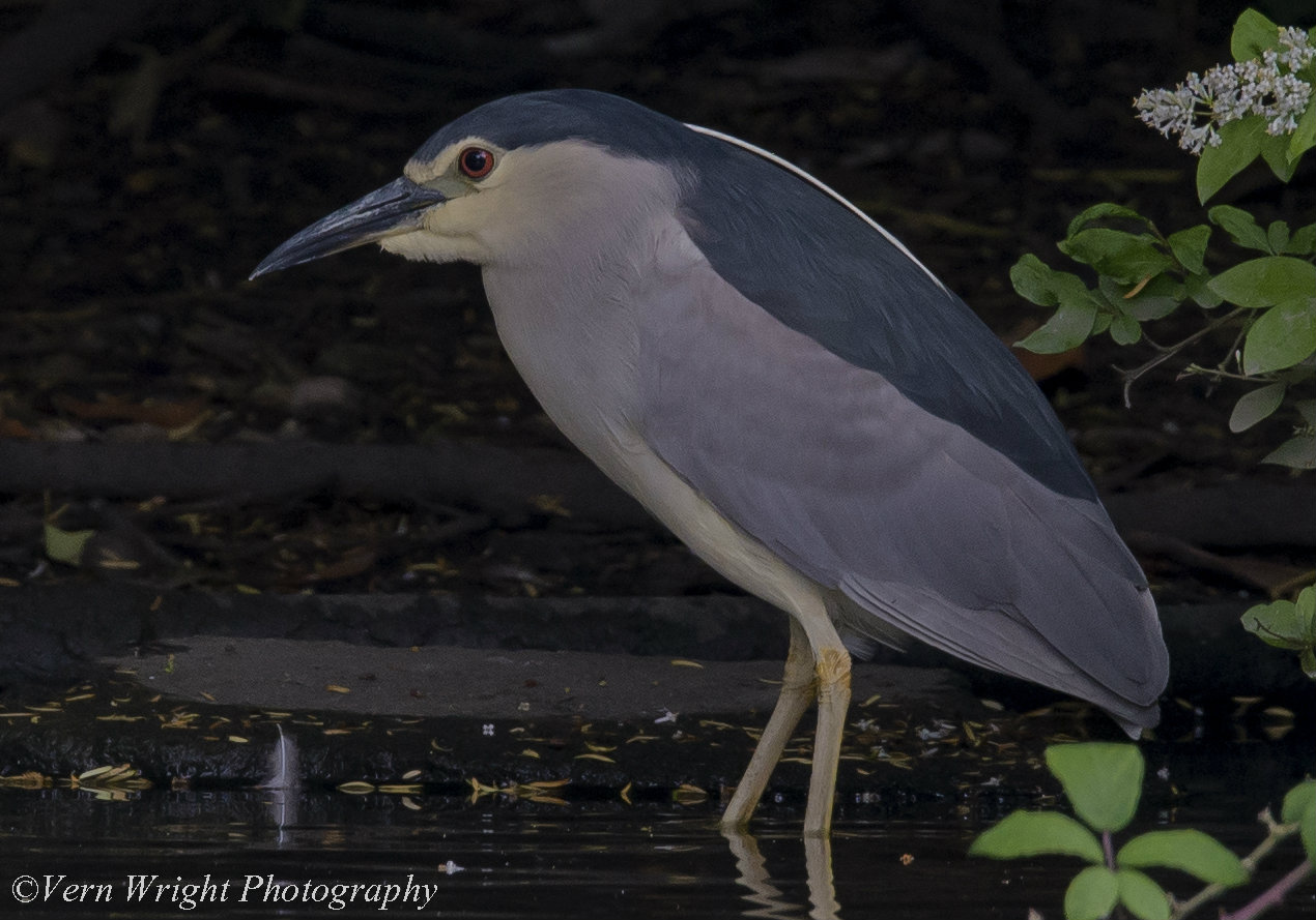Details : Black-crowned Night Heron - BirdGuides