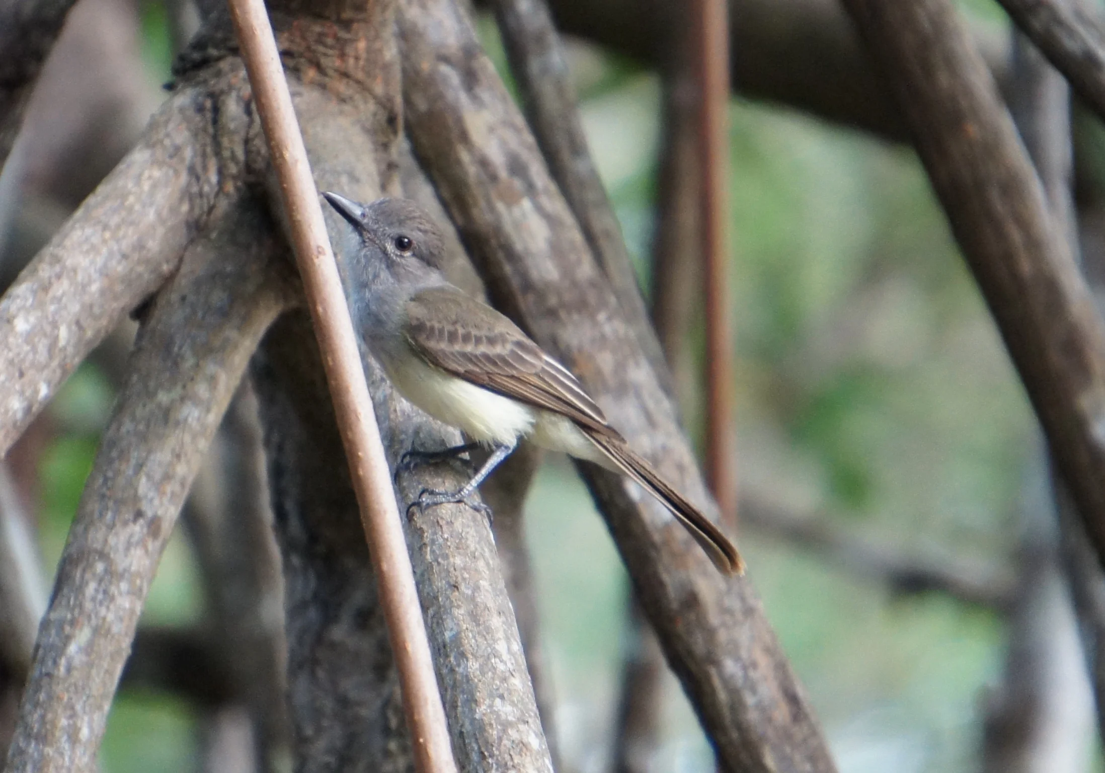 Details : Panama Flycatcher - BirdGuides