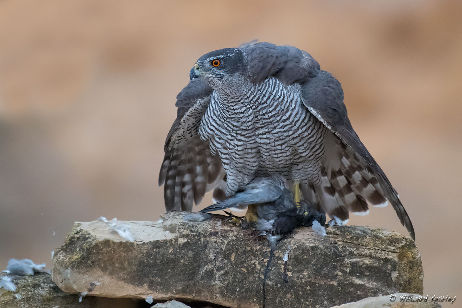 Northern Goshawk by Howard Kearley - BirdGuides