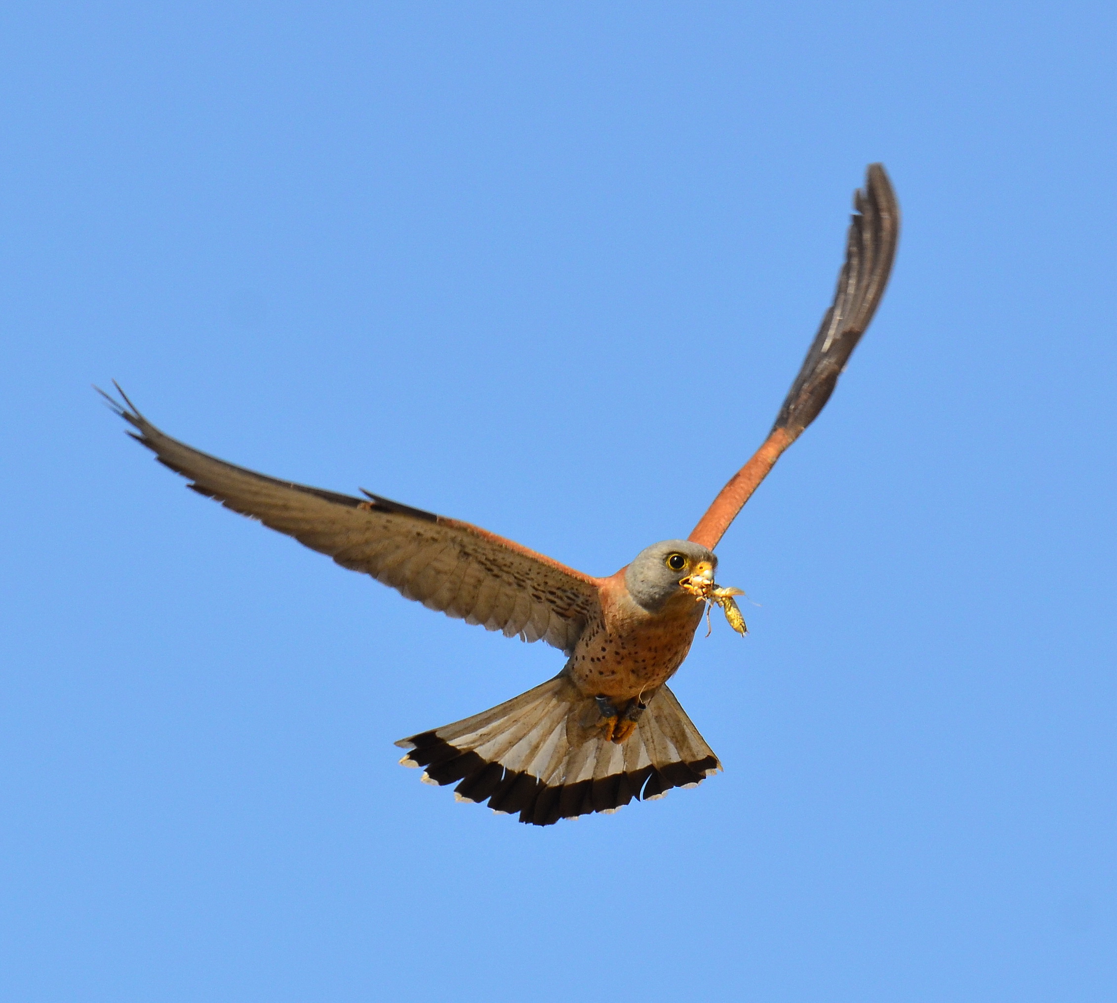 Details : Lesser Kestrel - BirdGuides
