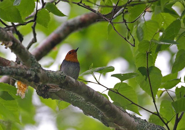 Details : Japanese Robin - BirdGuides