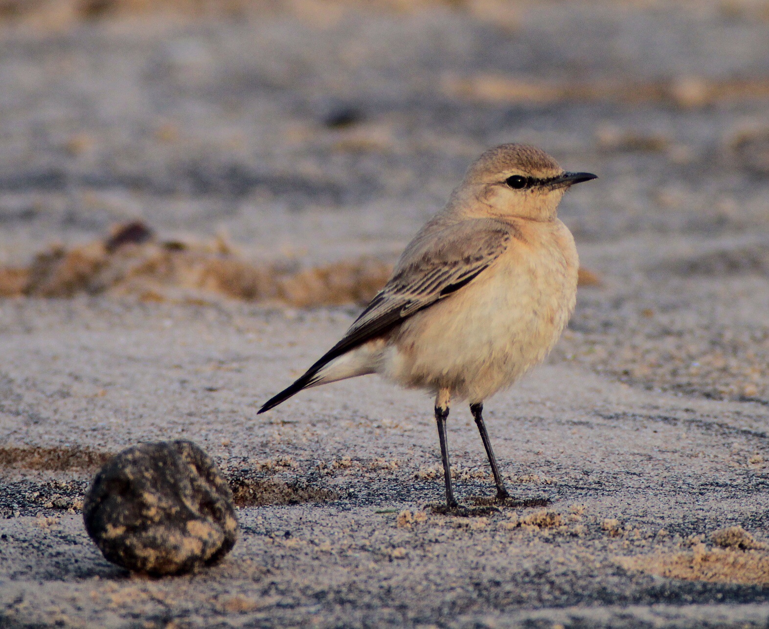 Details : Isabelline Wheatear - BirdGuides