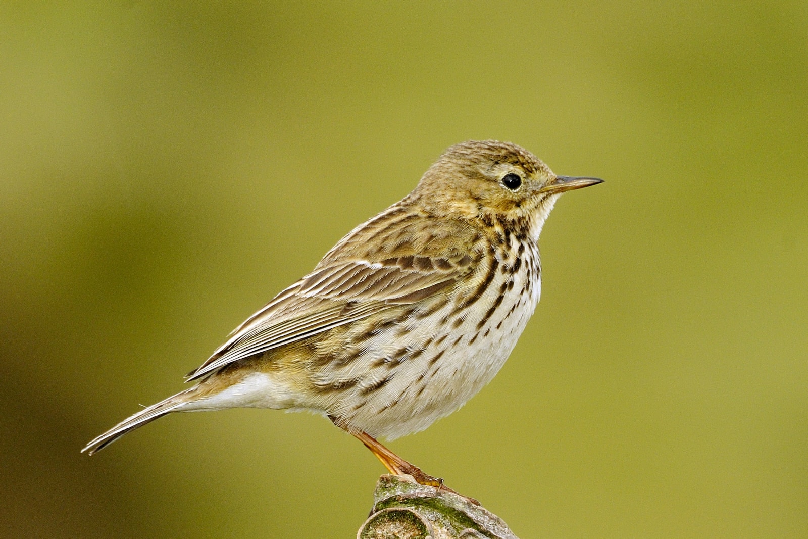 Meadow Pipit by Noel Austin - BirdGuides