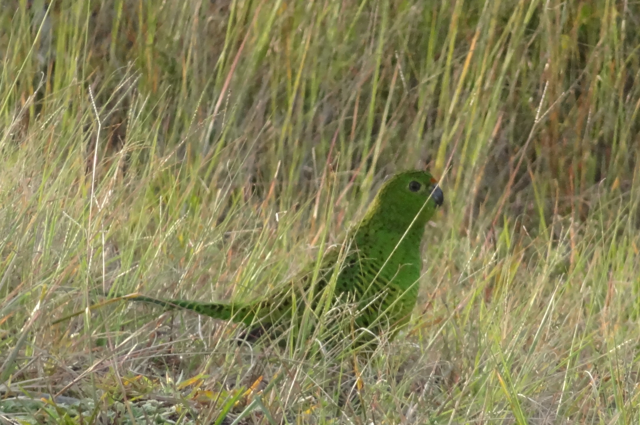 Details : Eastern Ground Parrot - BirdGuides
