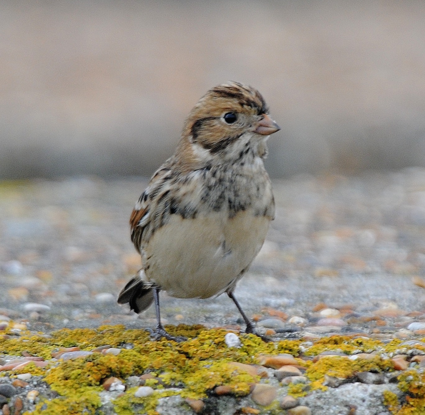 Lapland Bunting by Alan Baldry - BirdGuides