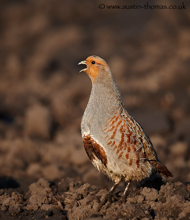 Details : Grey Partridge - BirdGuides