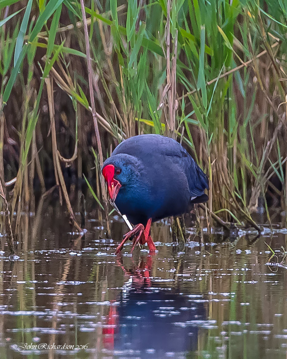 Details : Western Swamphen - BirdGuides