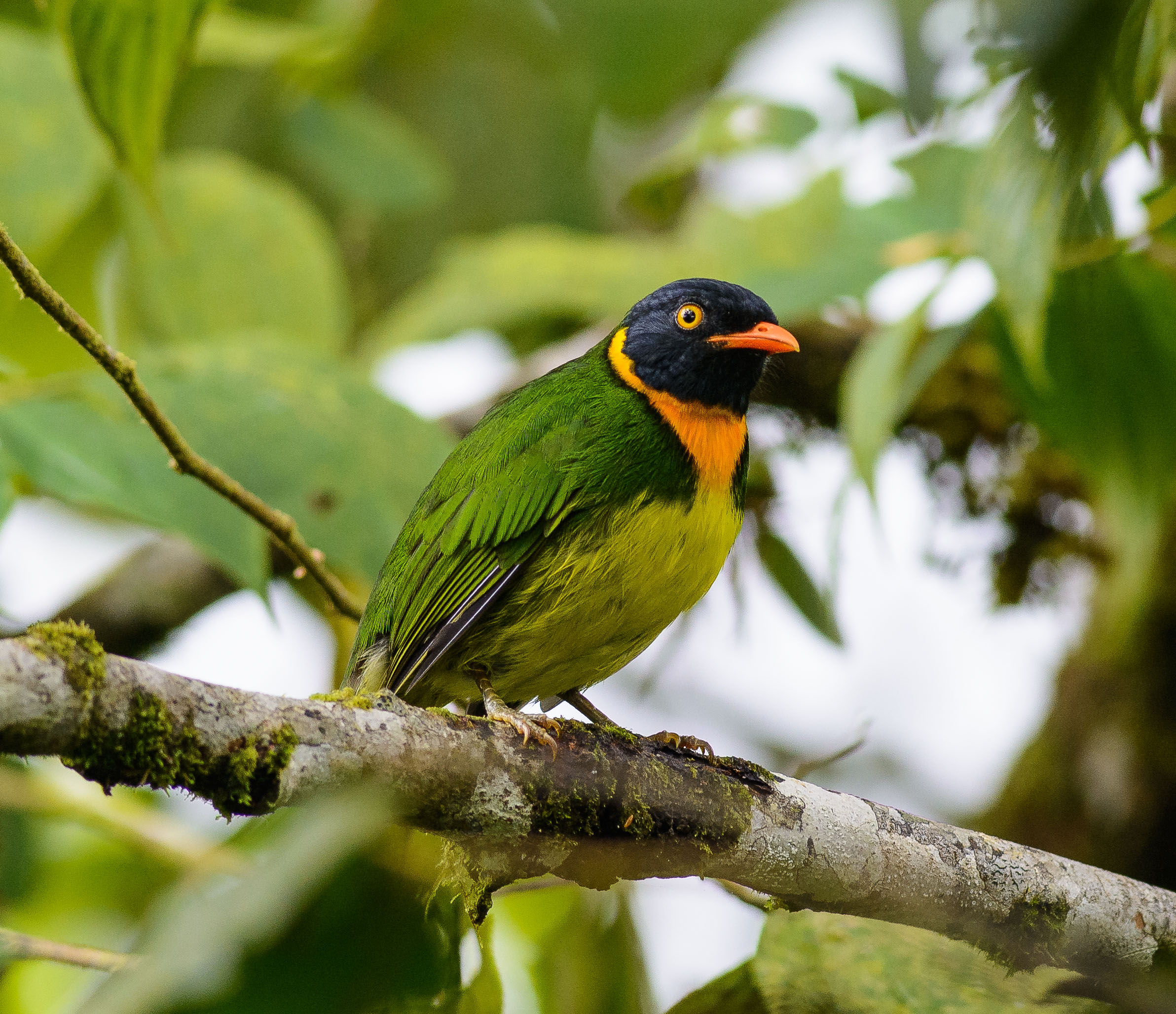 Details : Orange-breasted Fruiteater - BirdGuides