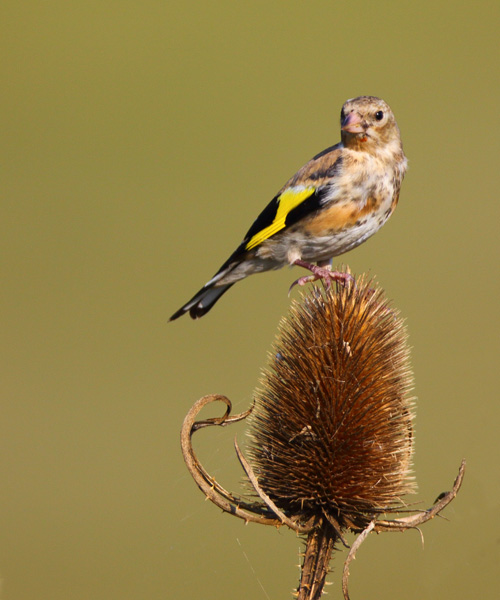 Goldfinch by Mike Trew - BirdGuides