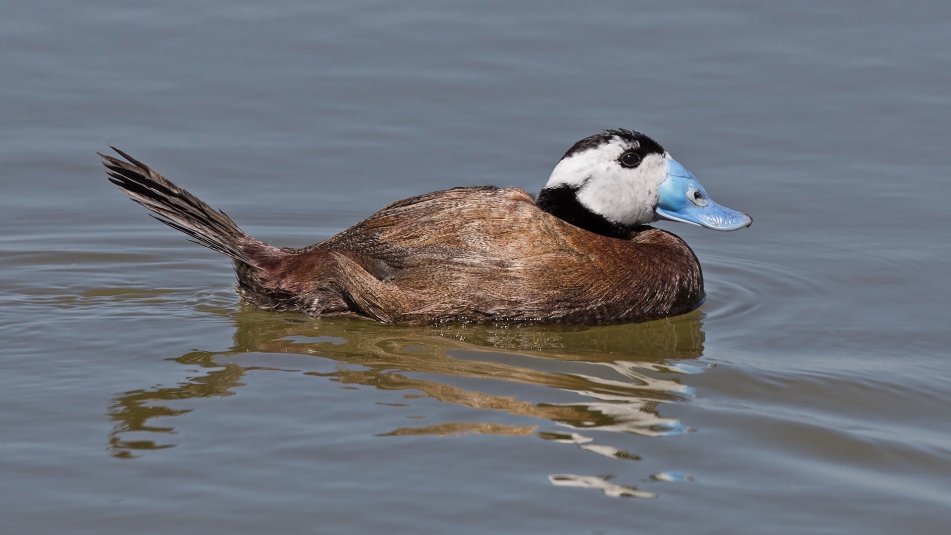White-headed Duck by Paul Coombes - BirdGuides