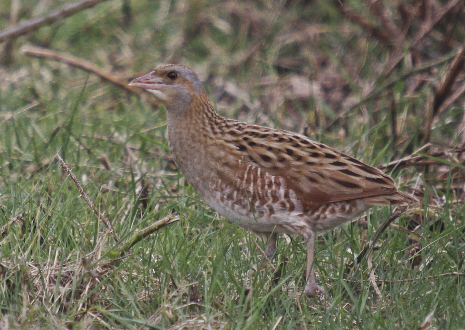 Corncrake by Jake Gearty - BirdGuides