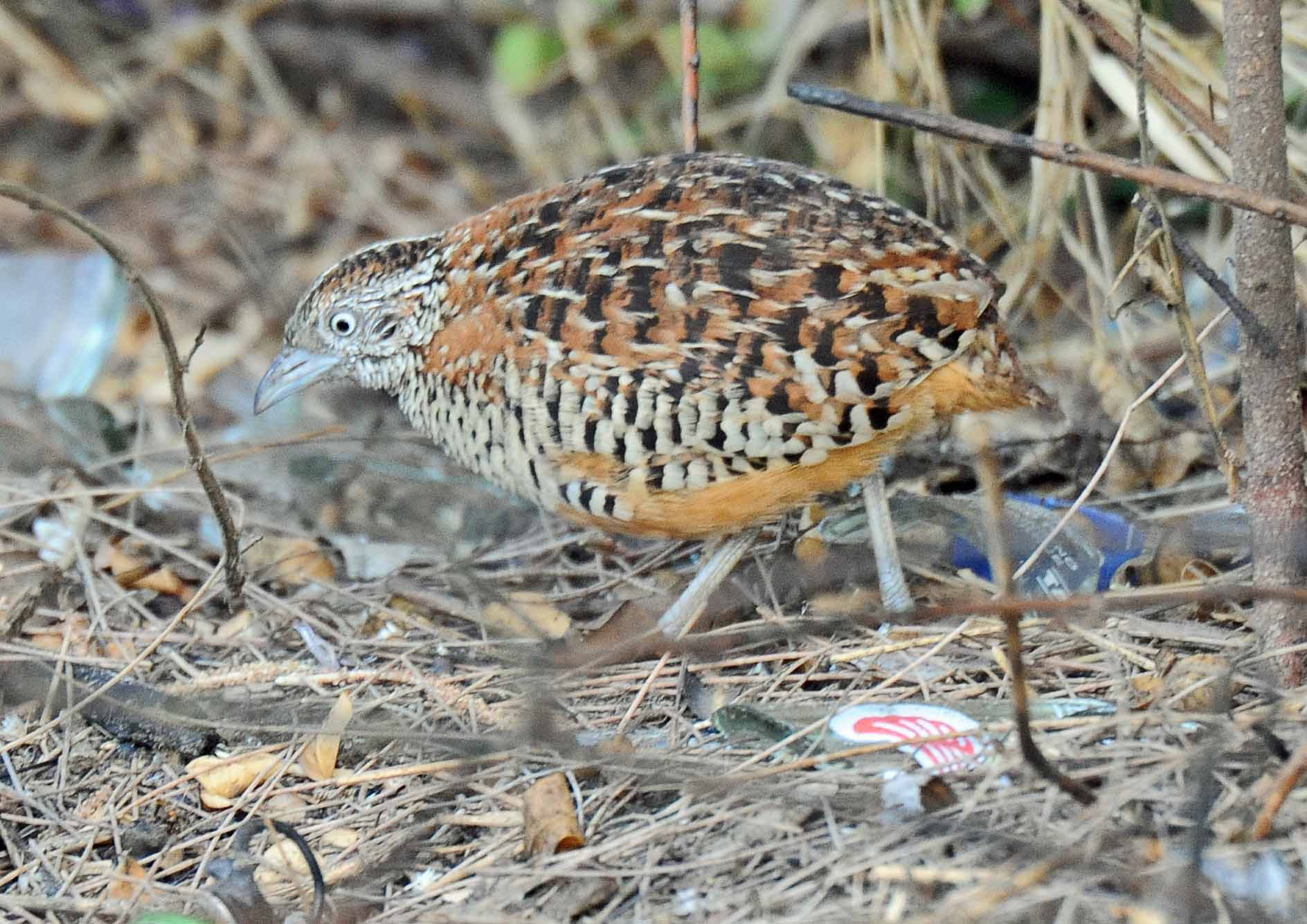 Details : Barred Buttonquail - BirdGuides