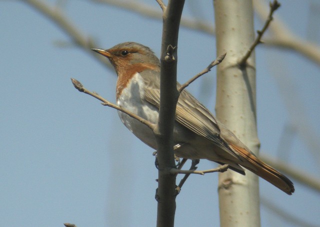 Details : Red-throated Thrush - BirdGuides