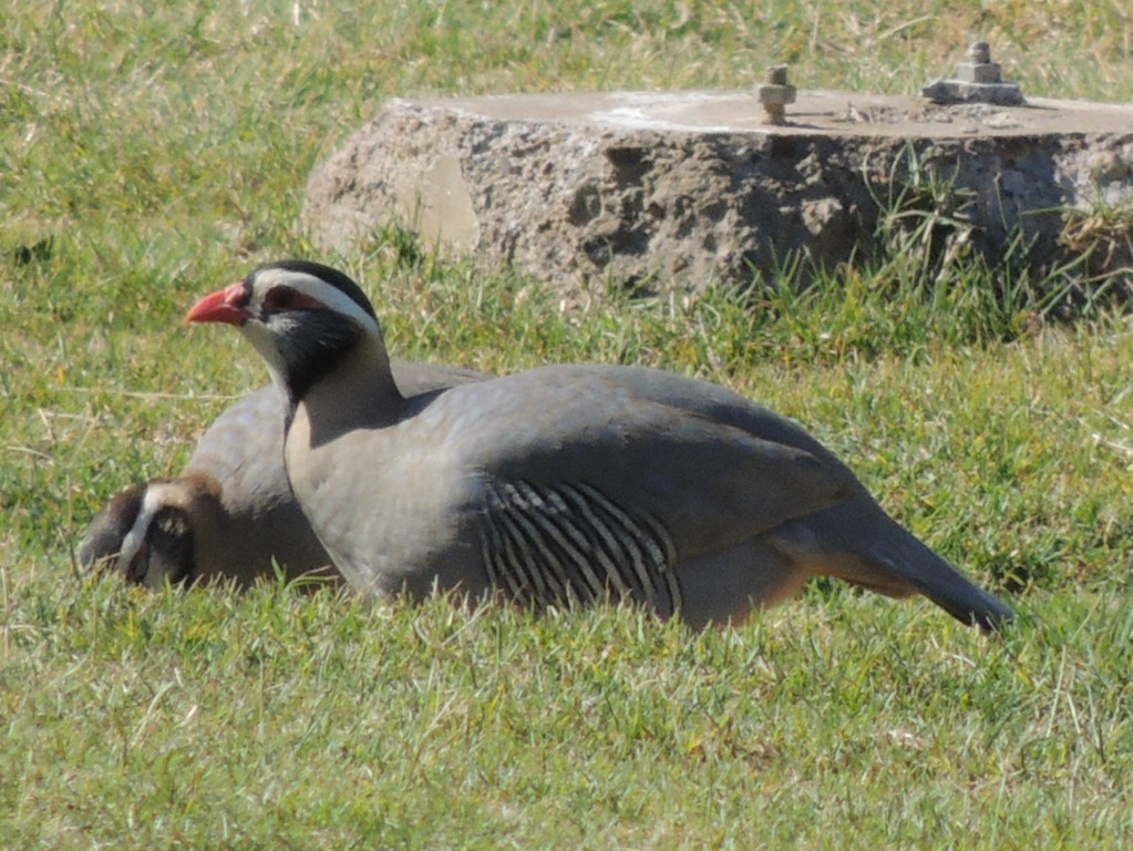Details : Arabian Partridge - BirdGuides
