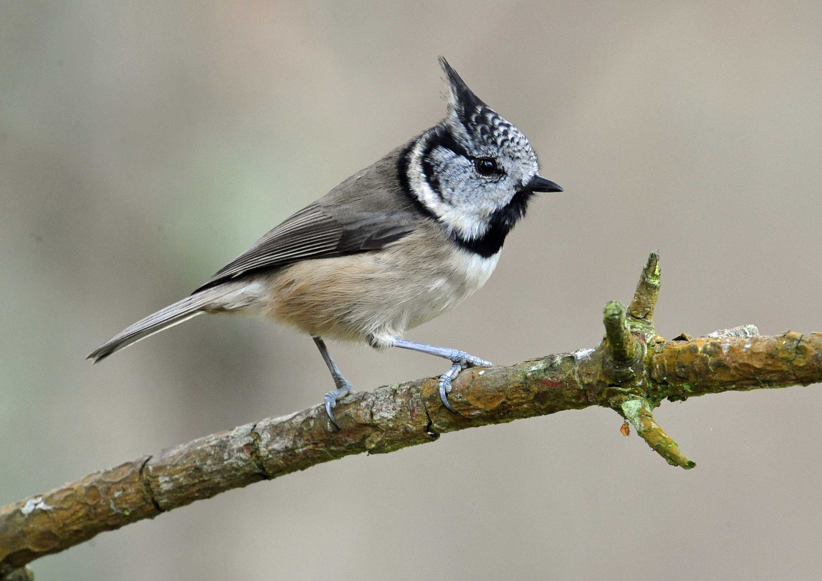 Details : Crested Tit - BirdGuides