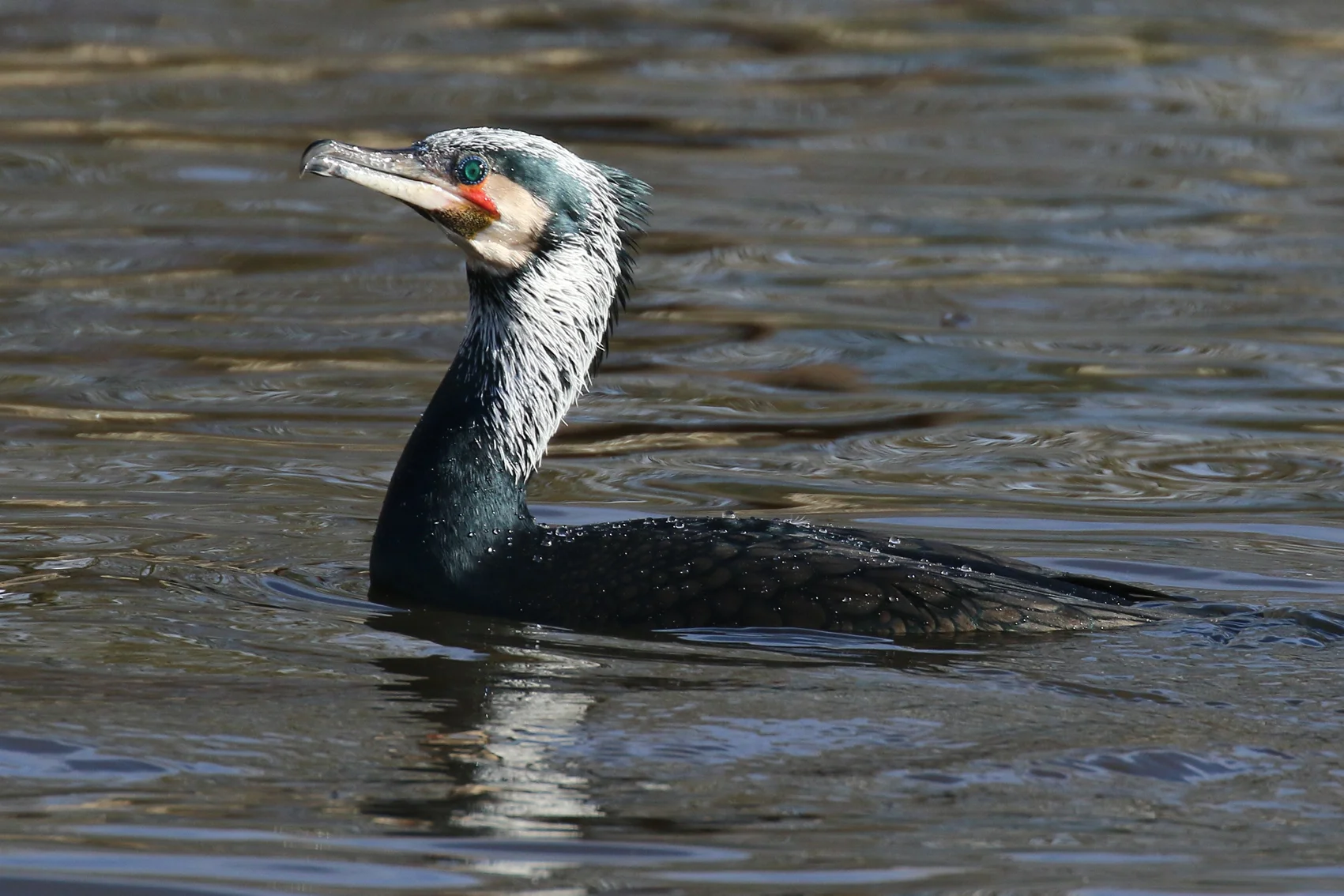 Details : Great Cormorant - BirdGuides