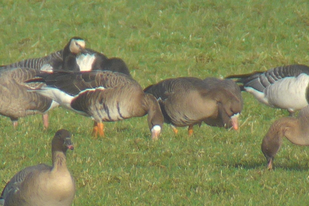 Russian White-fronted Goose by Sam Northwood - BirdGuides