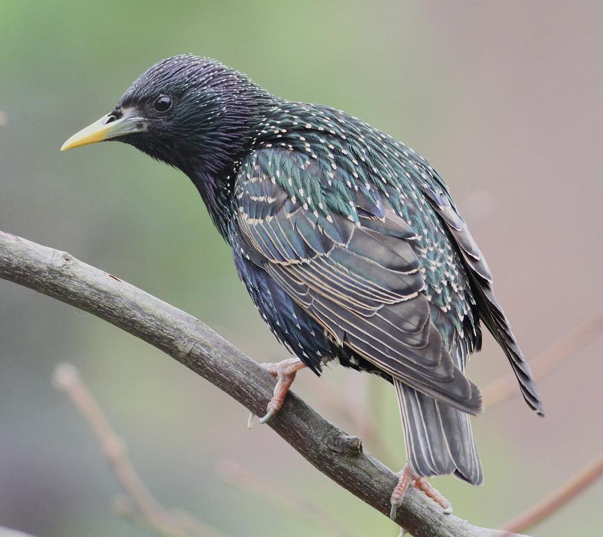 Details : Common Starling - BirdGuides