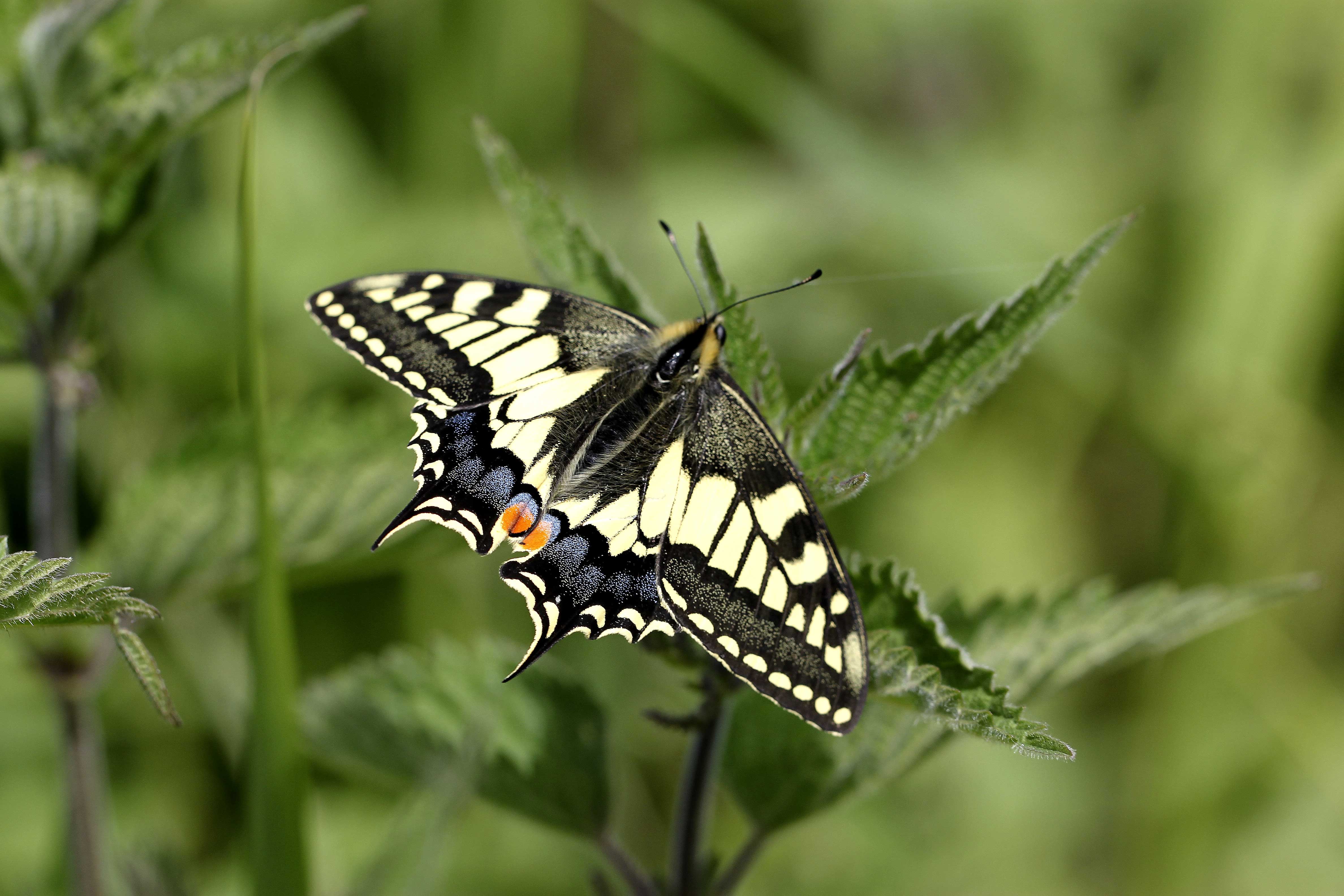 Details : Swallowtail - BirdGuides