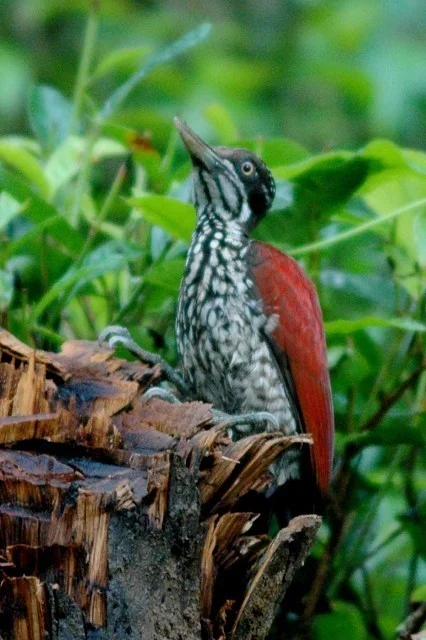 Details : Crimson-backed Flameback - BirdGuides