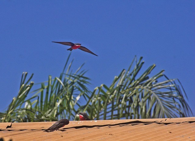 Details : Rosy Bee-eater - BirdGuides