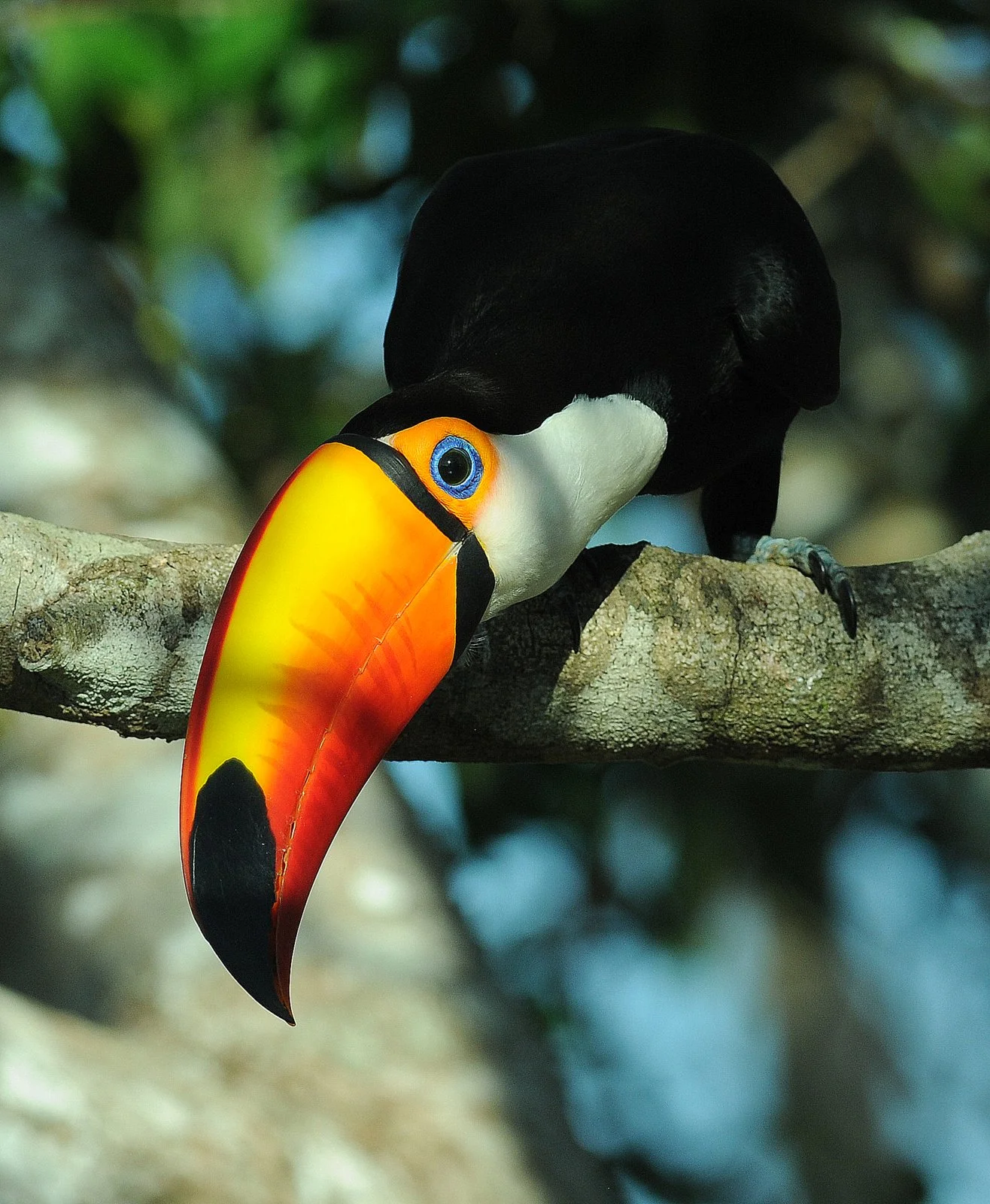 Details : Toco Toucan - BirdGuides
