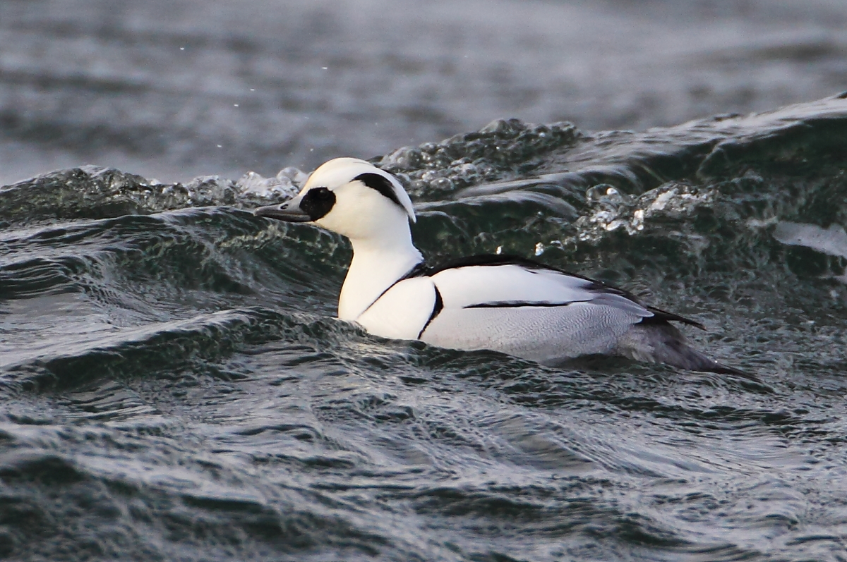 Details : Smew - BirdGuides