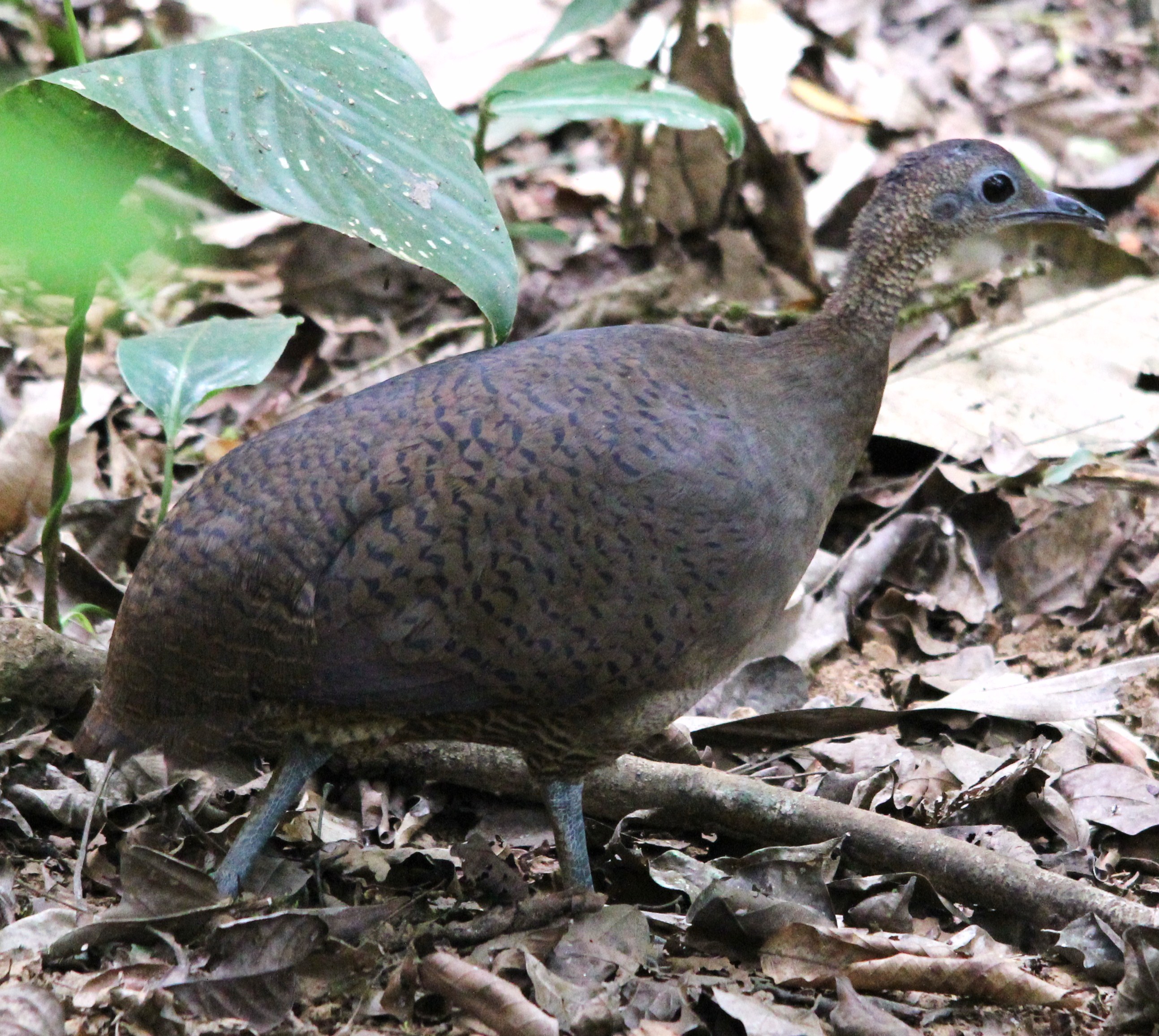 Details : Great Tinamou - BirdGuides