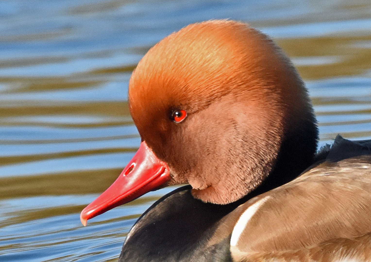Red-crested Pochard by Tony Hovell - BirdGuides