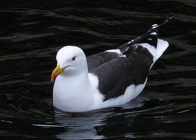 Details : Cape Gull - BirdGuides