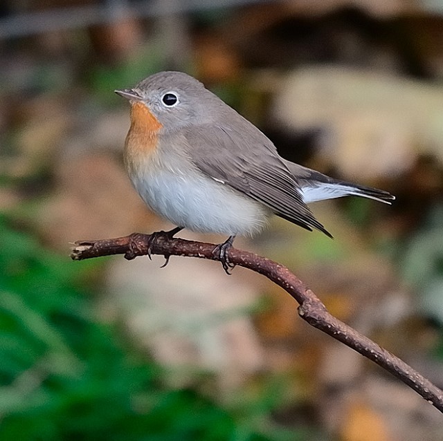 Details : Red-breasted Flycatcher - BirdGuides