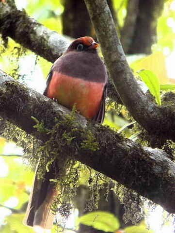 Details : Ward's Trogon - BirdGuides