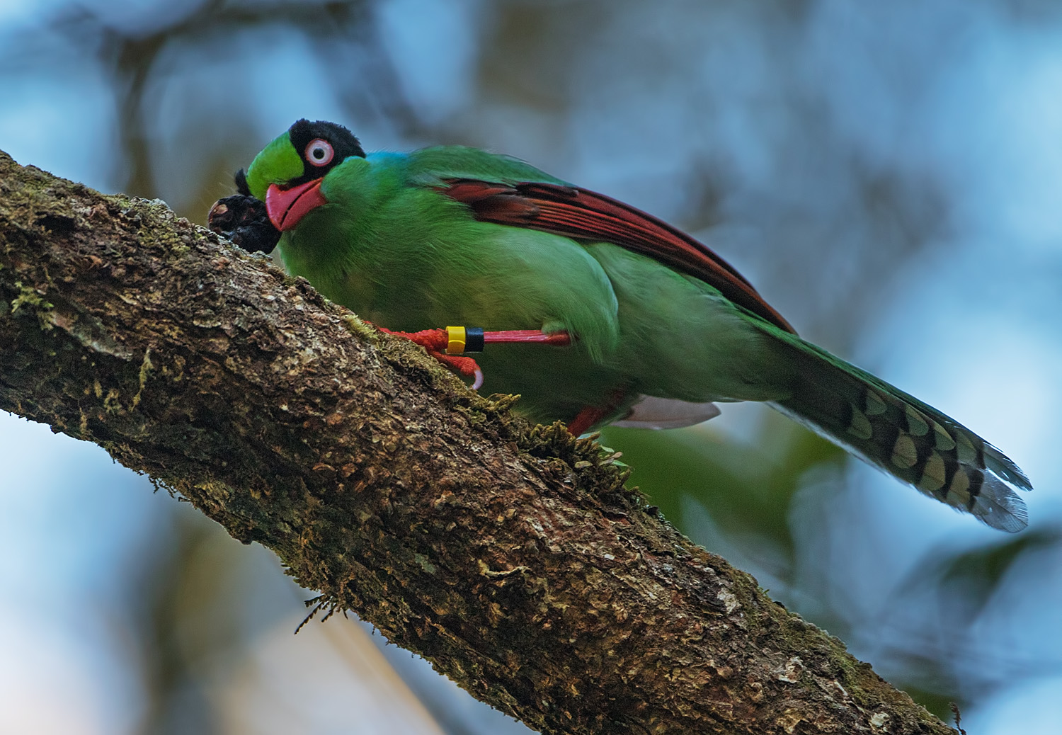 Details : Javan Green Magpie - BirdGuides