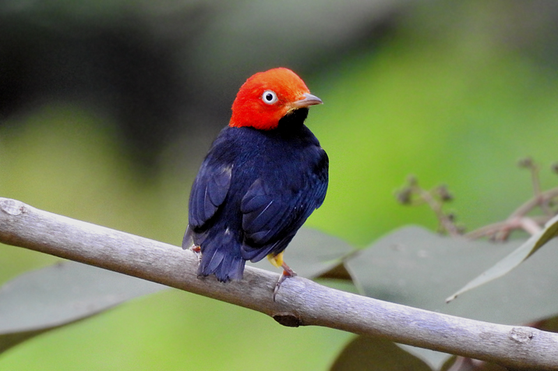 Details : Red-capped Manakin - BirdGuides