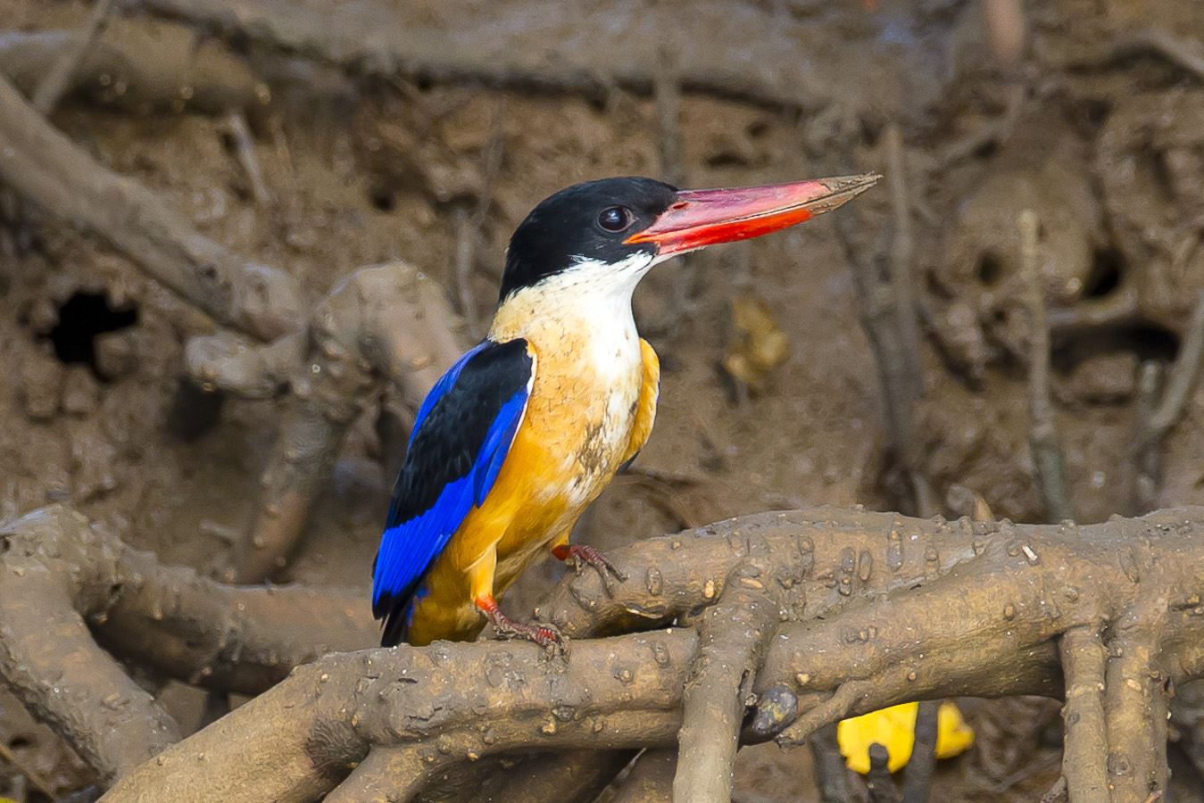 Details : Black-capped Kingfisher - BirdGuides