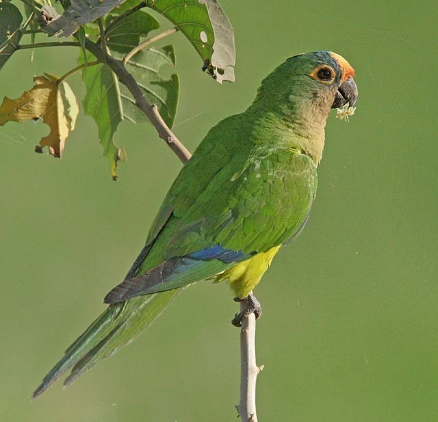Details : Peach-fronted Parakeet - BirdGuides