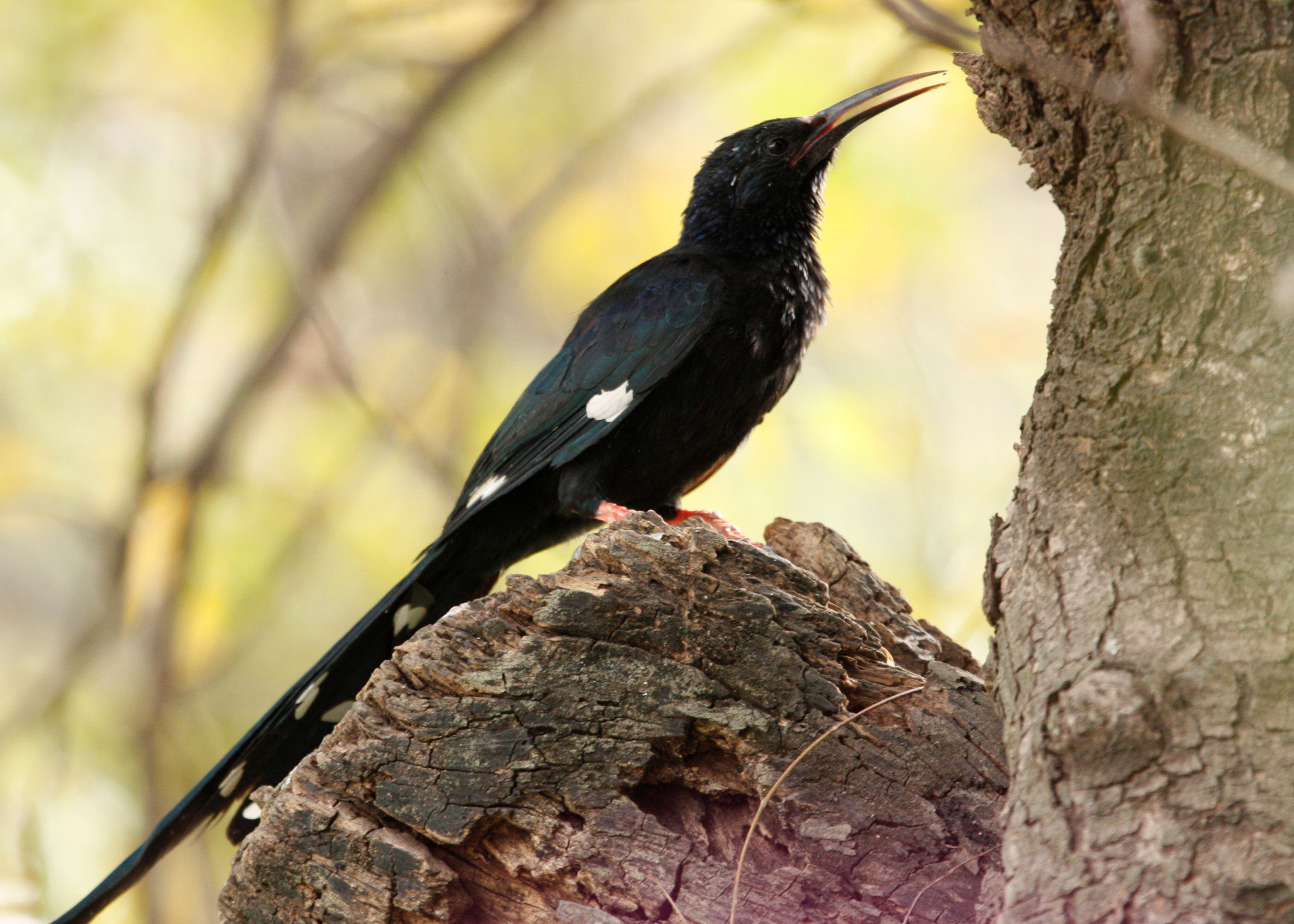 Details : Black Scimitarbill - BirdGuides