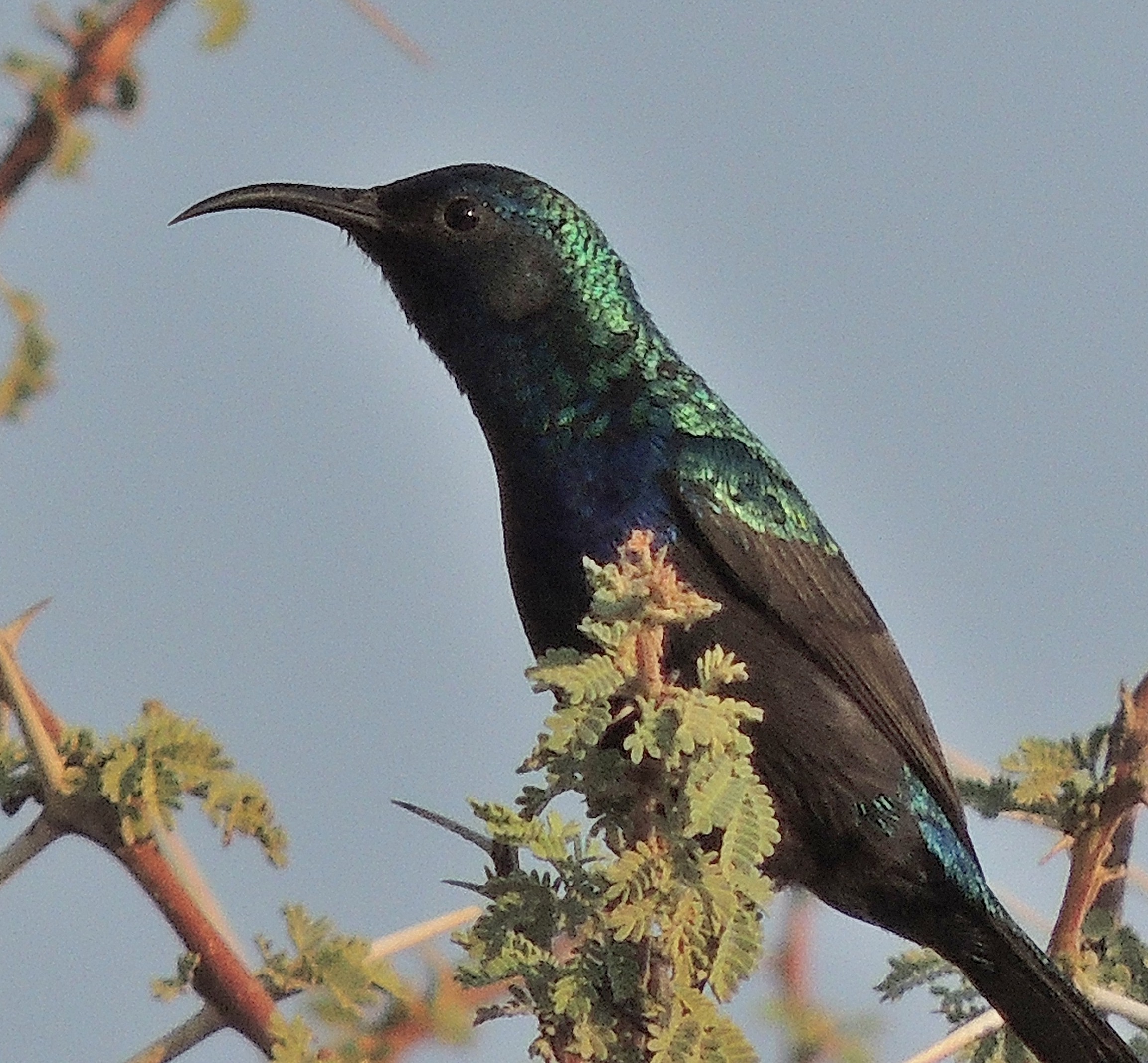 Details : Palestine Sunbird - BirdGuides