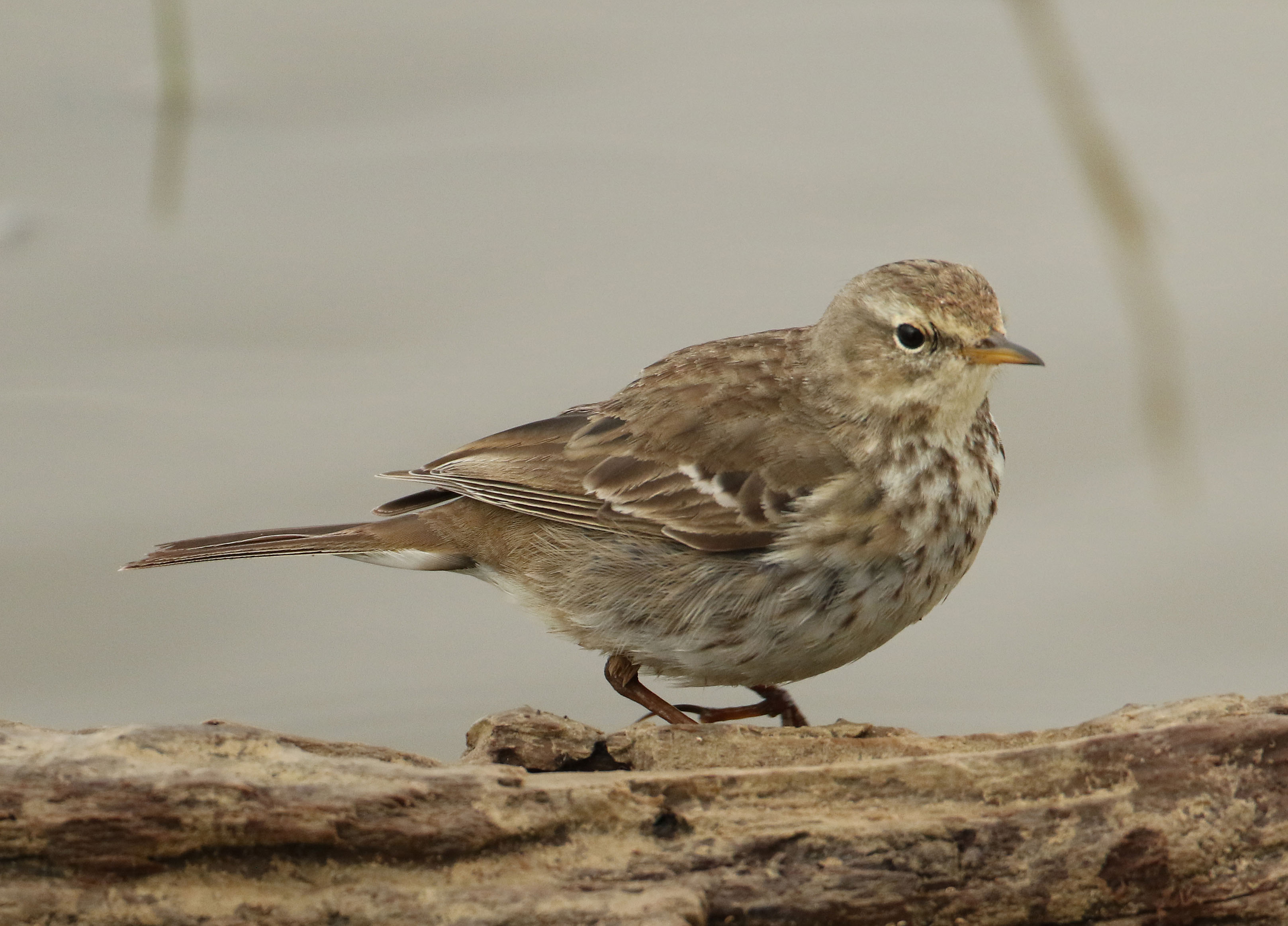 Details : Water Pipit - BirdGuides