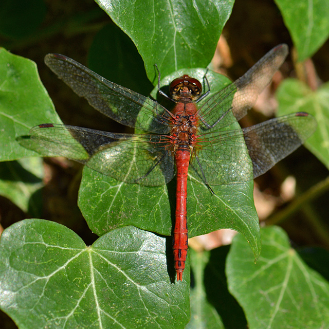 Ruddy Darter by Bryan Wright - BirdGuides