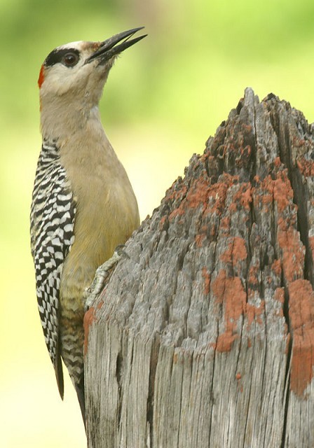 Details : West Indian Woodpecker - BirdGuides