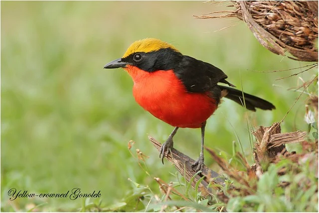 Details : Yellow-crowned Gonolek - BirdGuides