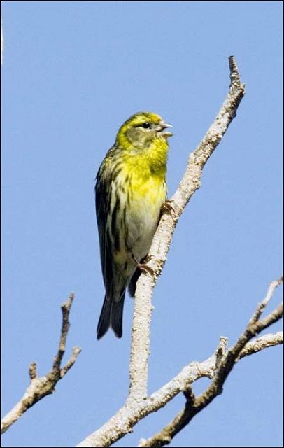 Details : European Serin - BirdGuides
