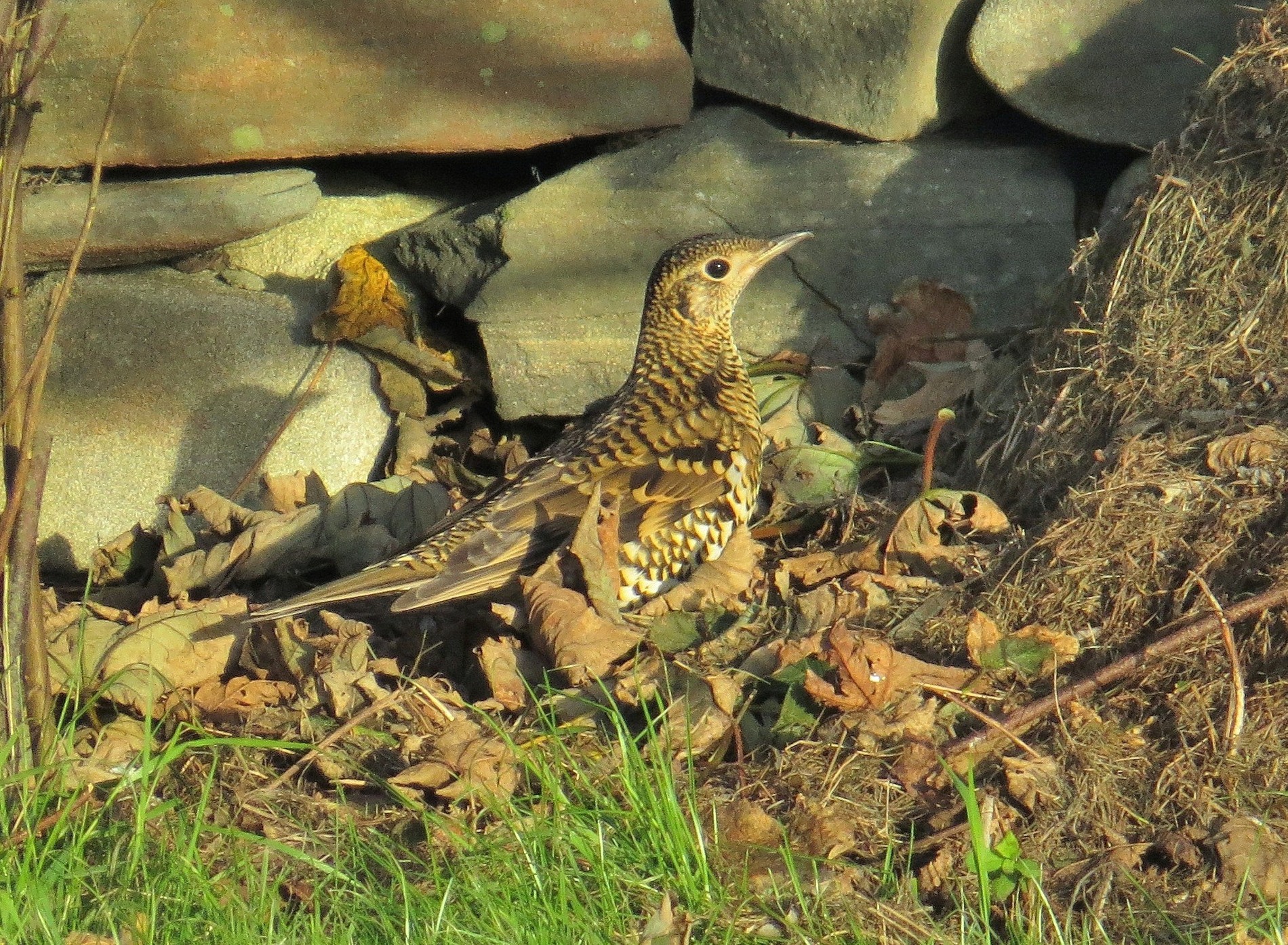 Details : White's Thrush - BirdGuides