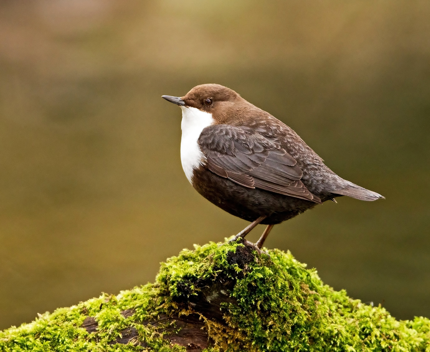 Review of the Week: 7th–13th February - BirdGuides