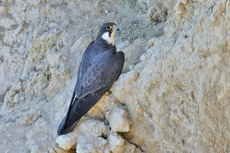Details : Eleonora's Falcon - BirdGuides