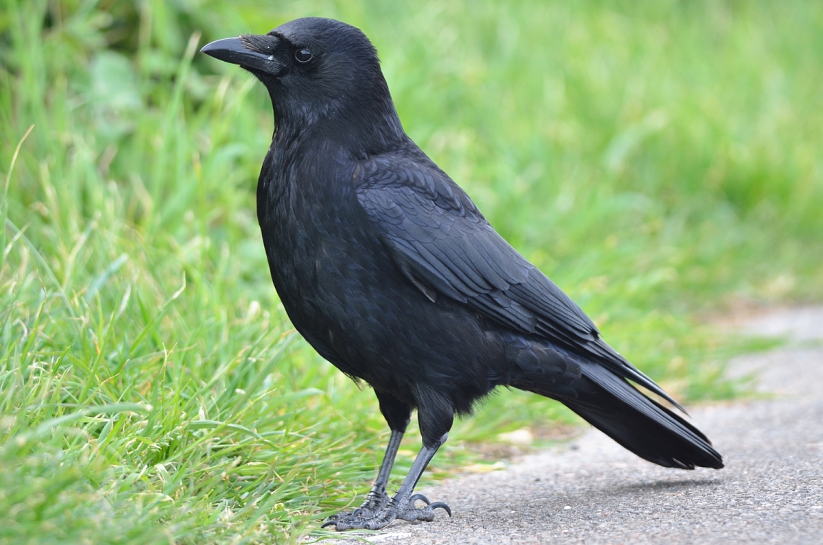 European birds adjust their flight initiation distance to road speed ...