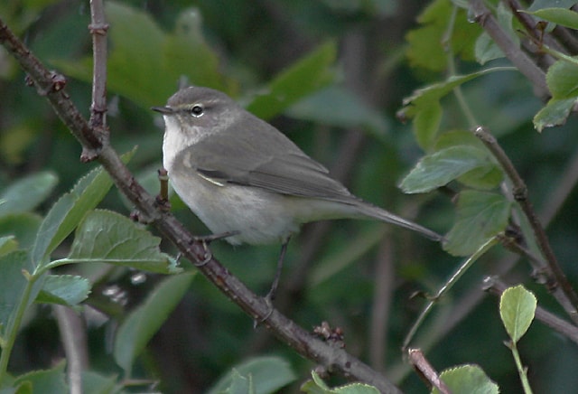 Common Chiffchaff by Willie McBay - BirdGuides