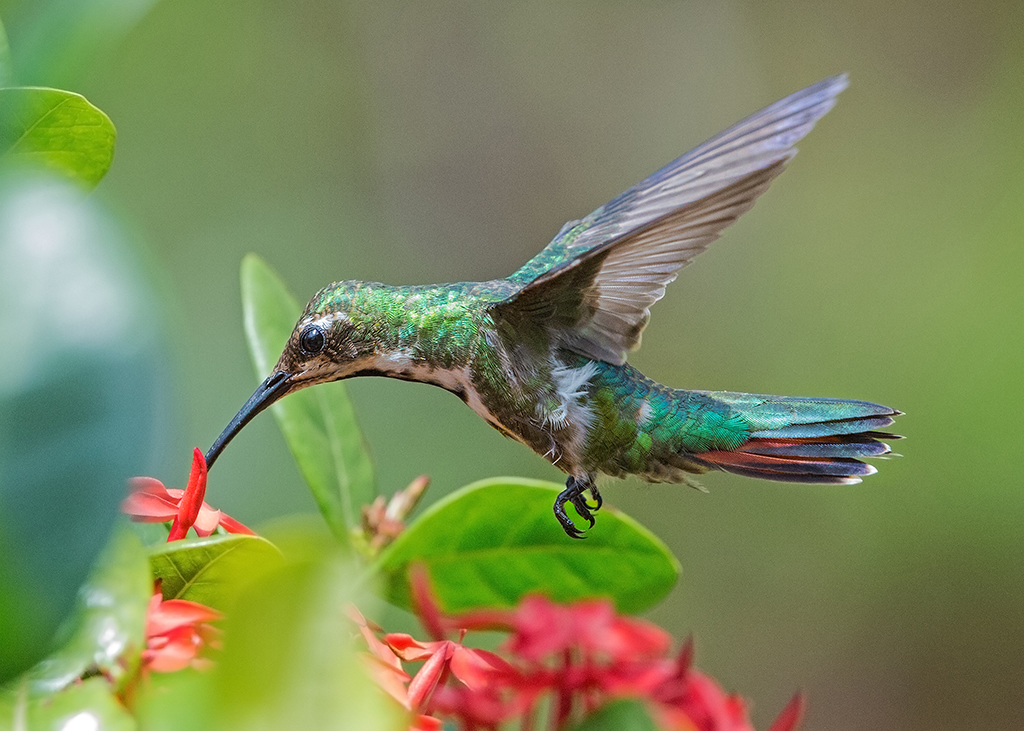 Details : Black-throated Mango - BirdGuides