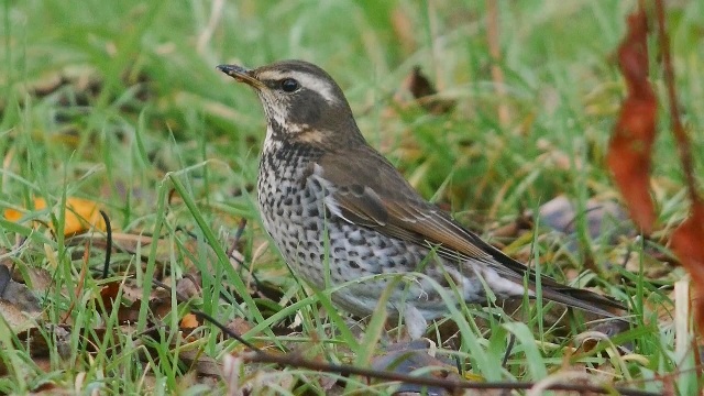 Rarity finders: Dusky Thrush in Derbyshire - BirdGuides